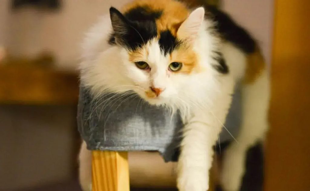 ¿Por qué el GATO CALICÓ es un símbolo retro de genética felina única ...